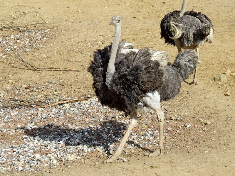 Loopvogel GaiaZoo | Duikfoto's en -filmpjes, Lilian Delahaije