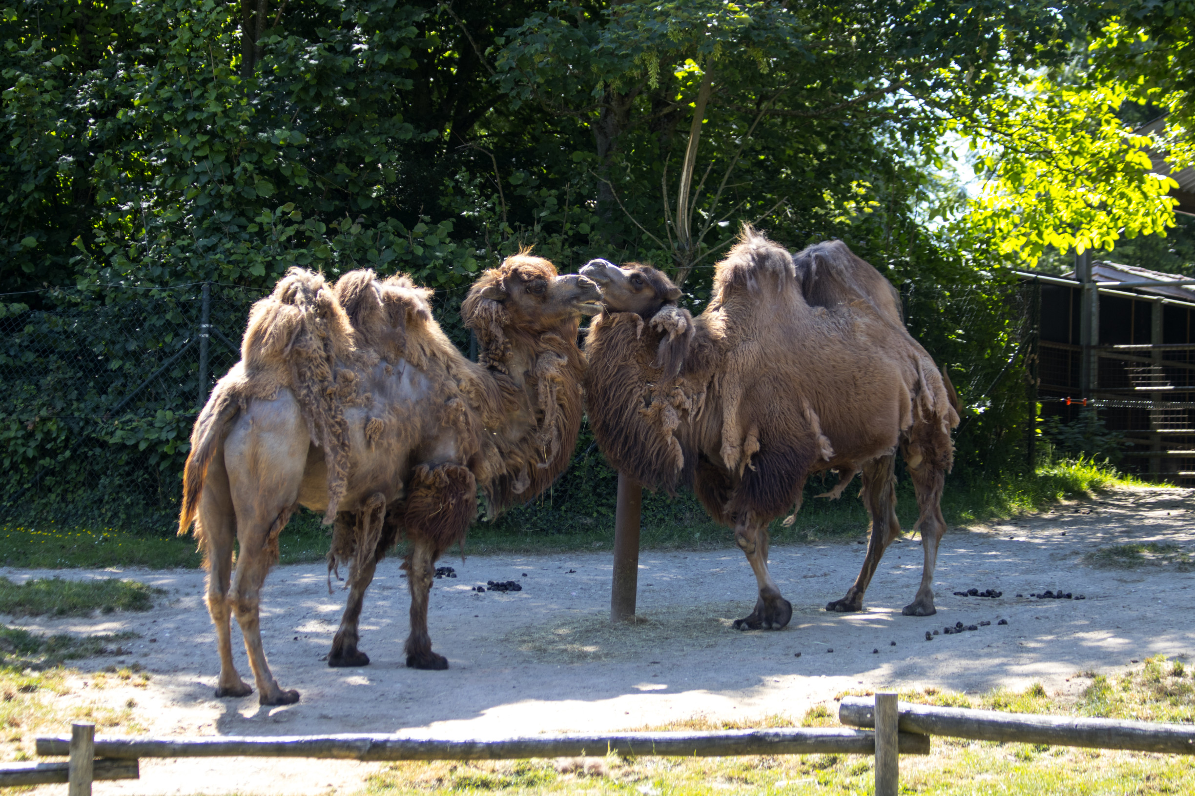 Middelgrote en grote hoefdieren GaiaZoo | Duikfoto's en -filmpjes ...